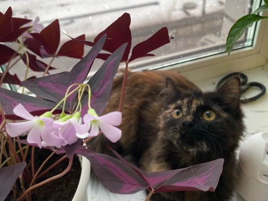 Кошечка