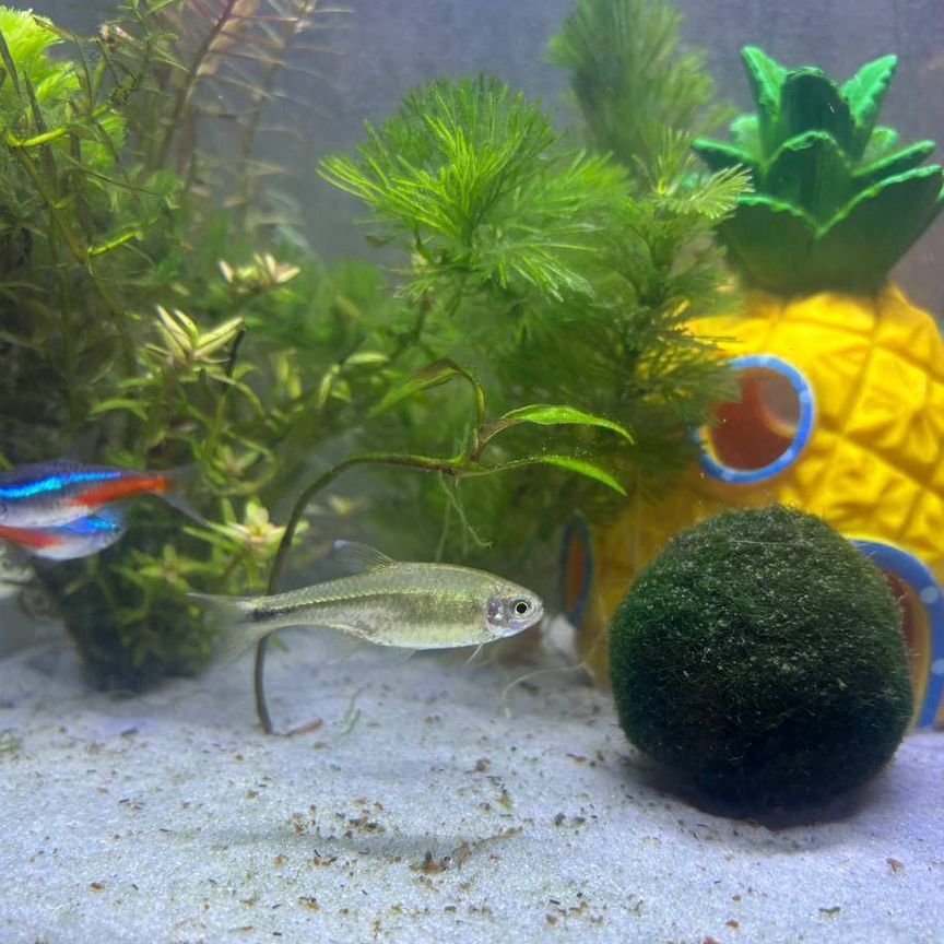 Тетра медная