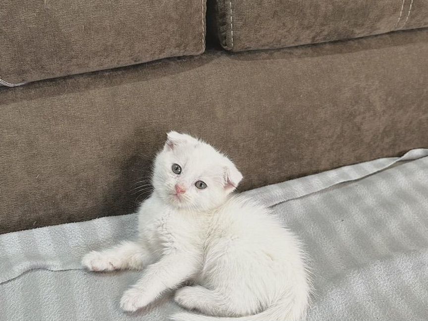 Вислоушка девочка котенок