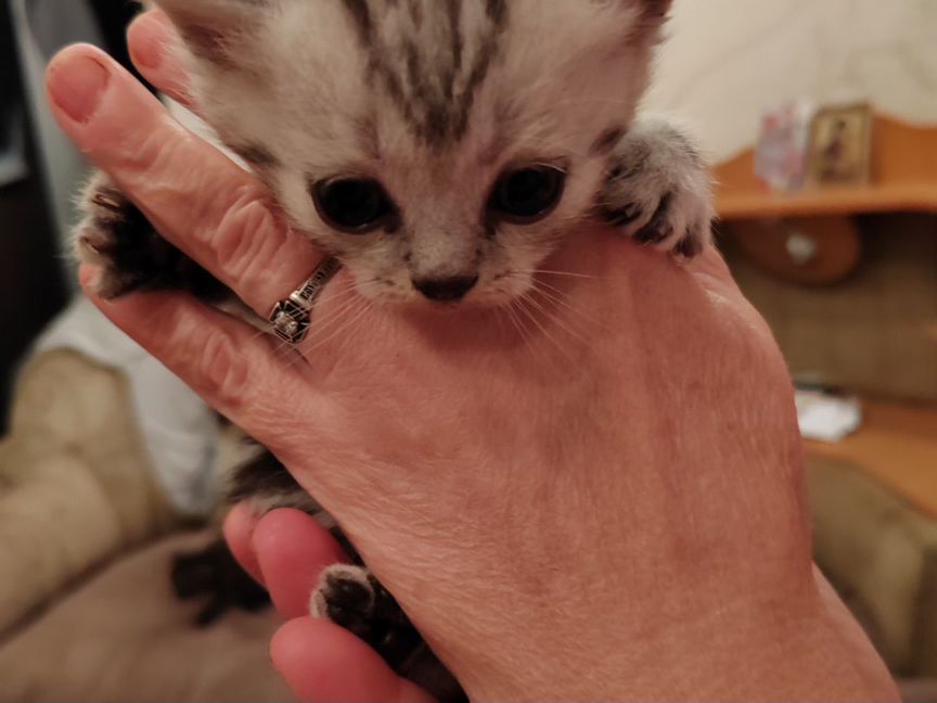 Британские котята