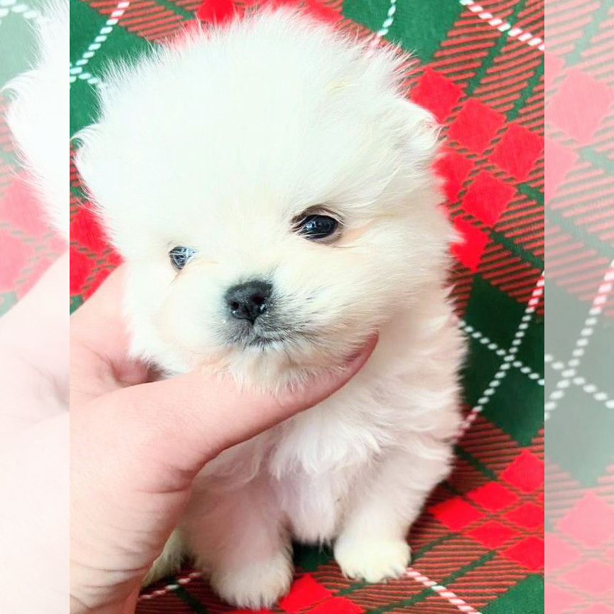 Померанский шпиц, щенок