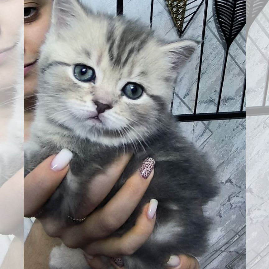 Шотландские вислоухие котята