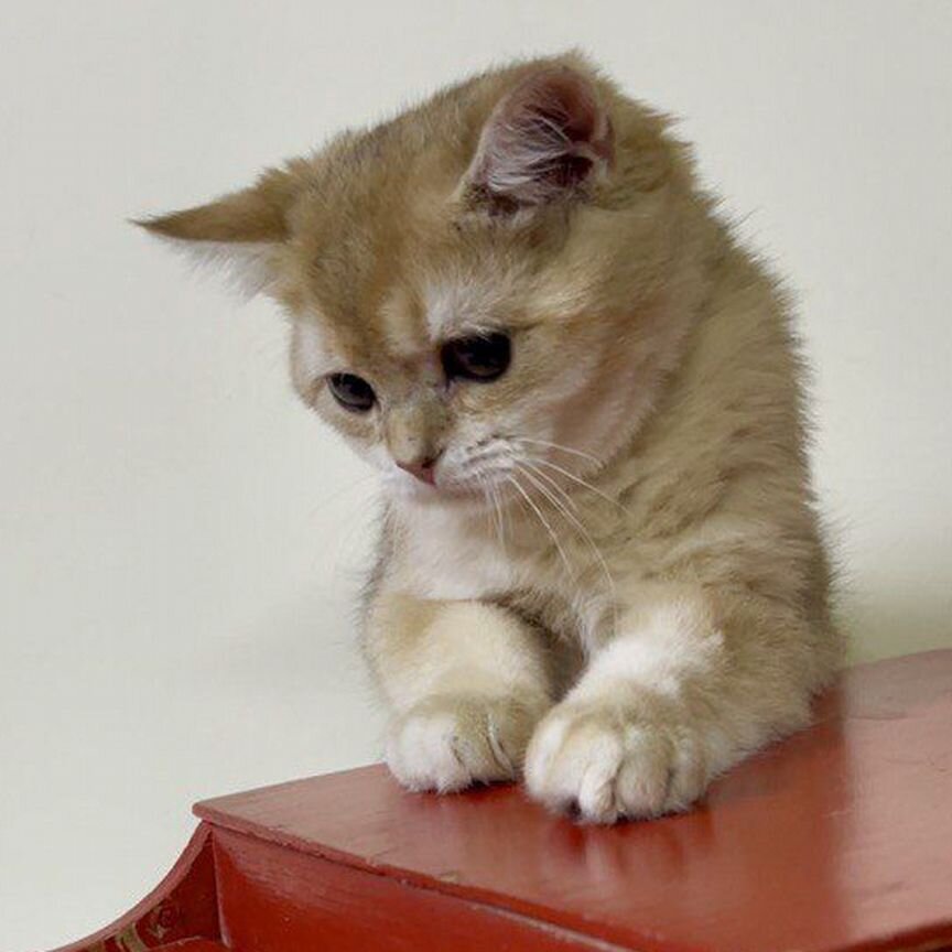 Шотландский прямоухий короткошёрстный котёнок