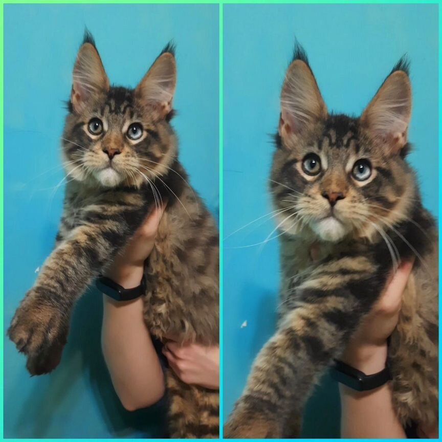 Мейн кун голубые глаза Доминантные