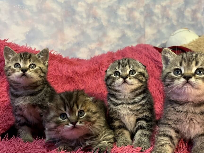 Шотландские вислоухие котята
