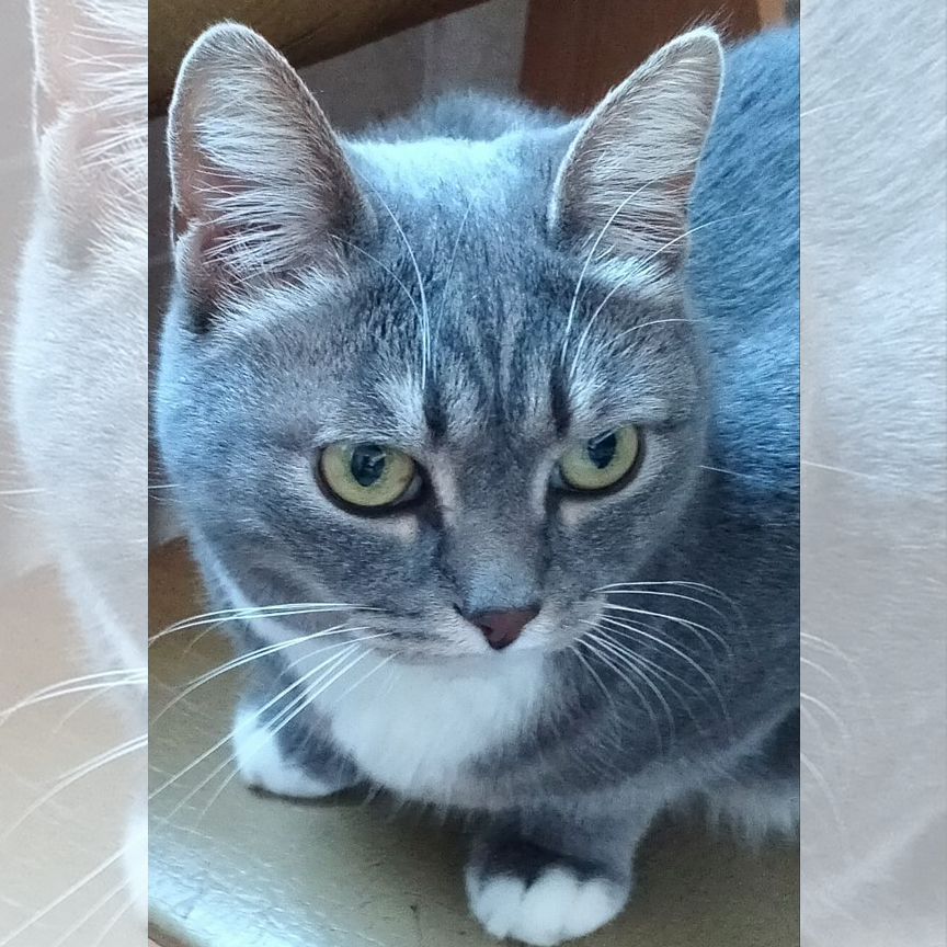 Молодая кошечка