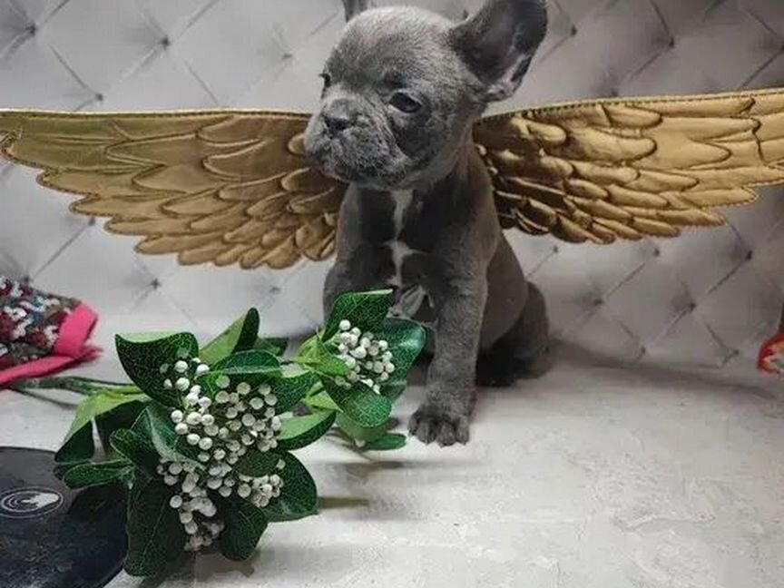 Щеночки французского бульдога