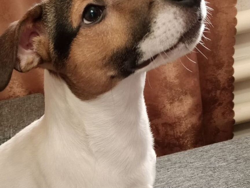 Джек Рассел терьер