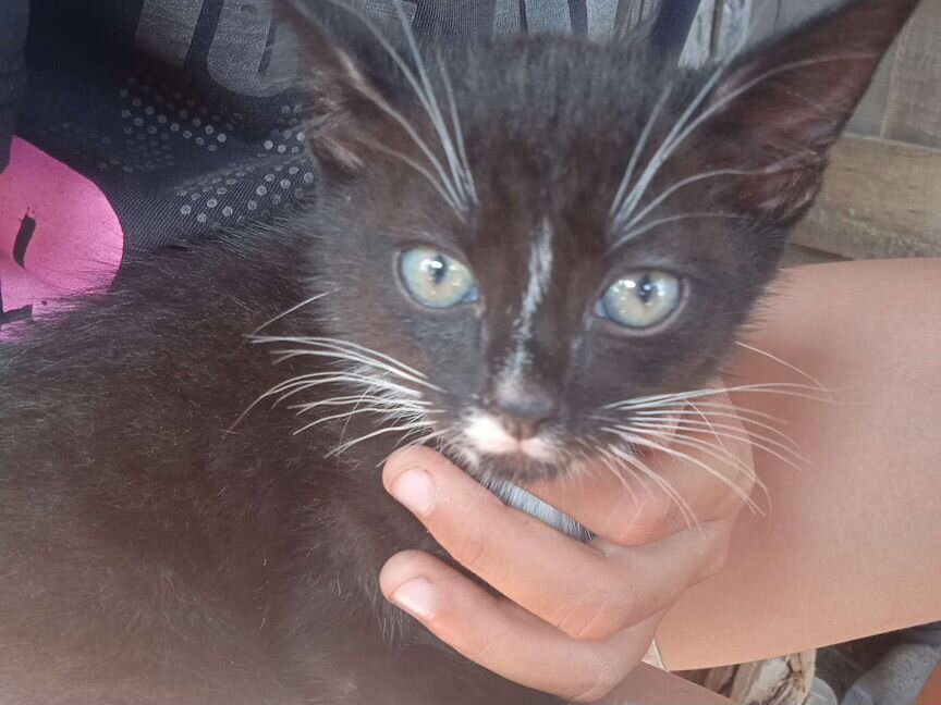 Котёнок лапочка она ласковый дружелюбный