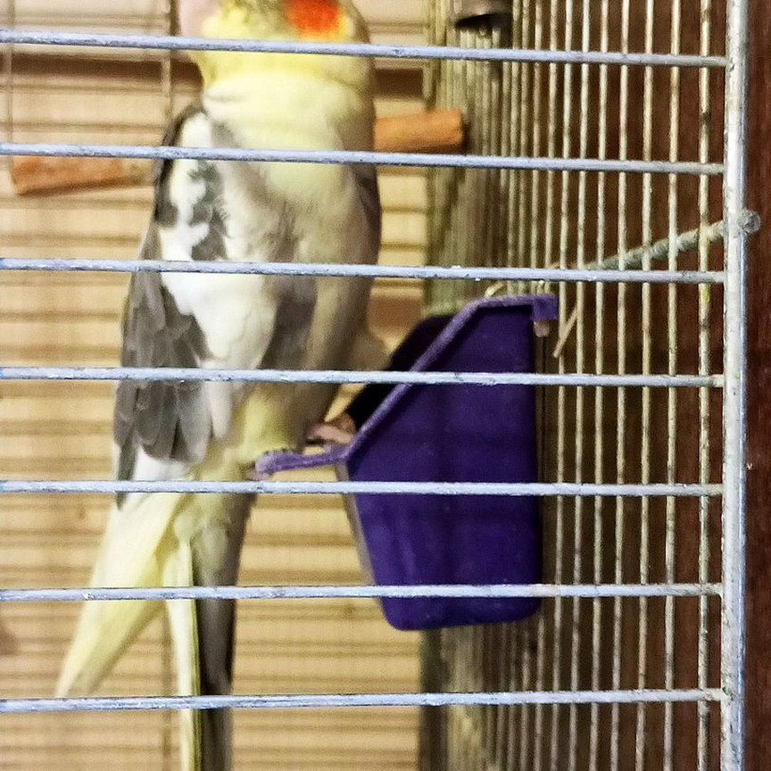 Продаю птенцов попугая корелла