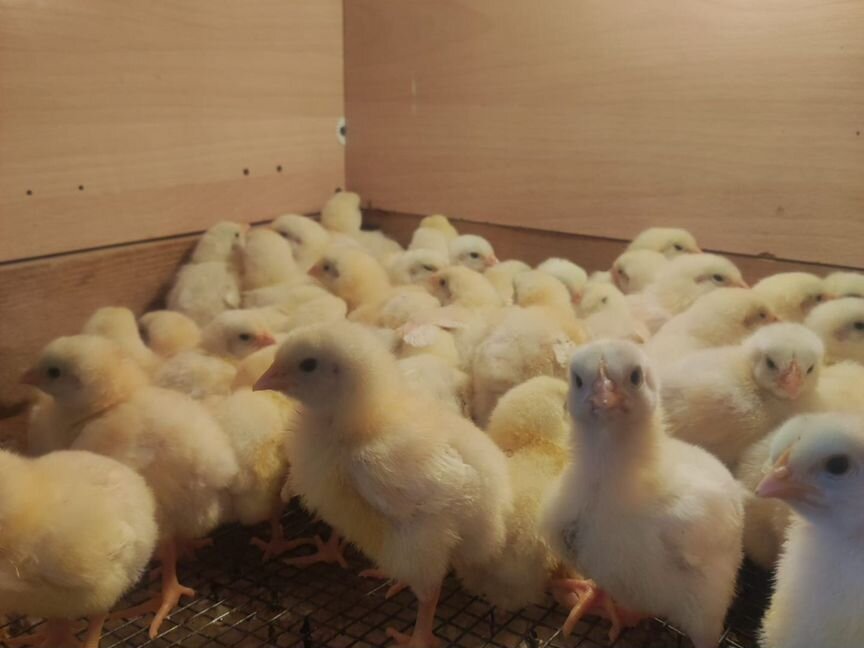 Цыплята бройлеры