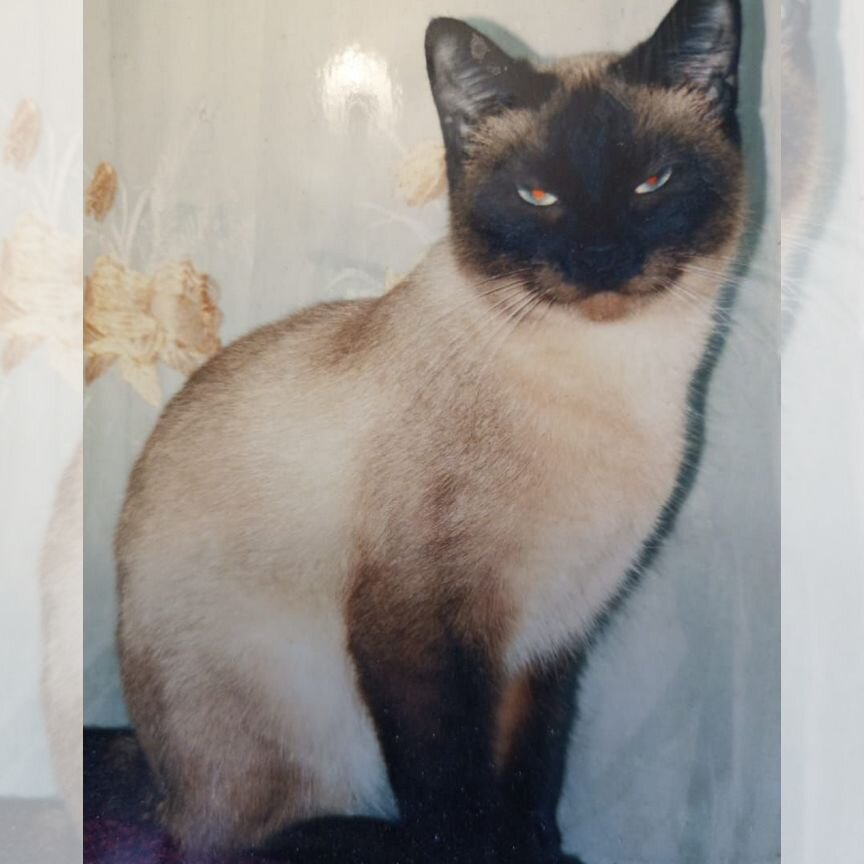 Потерялась кошка