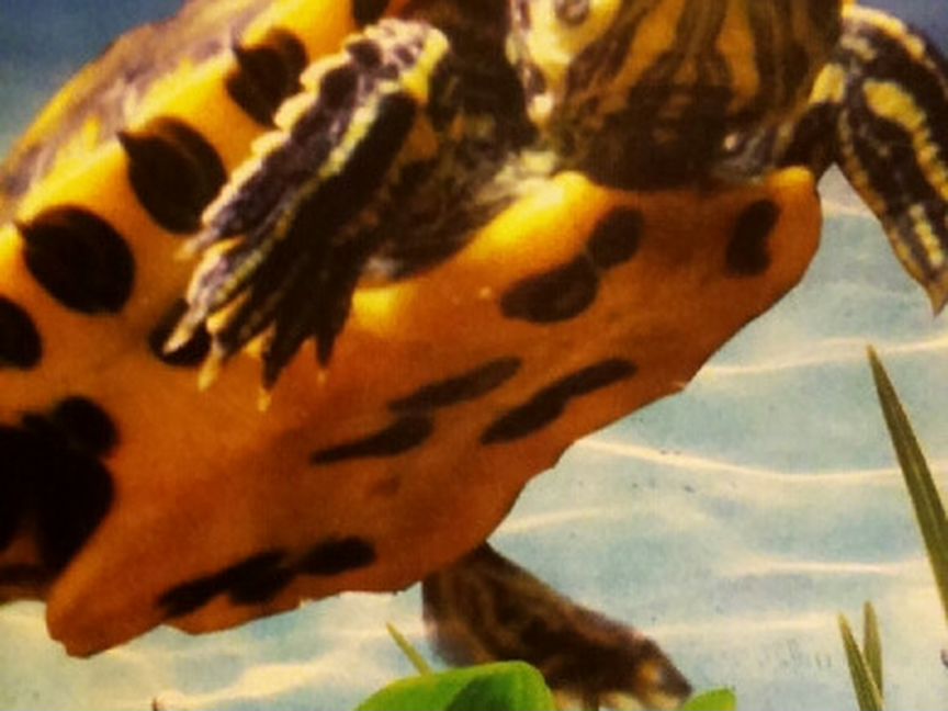 Двух черепах красноухих красивых отдаю