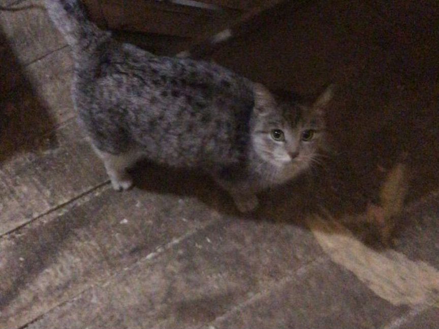 Беременная кошка