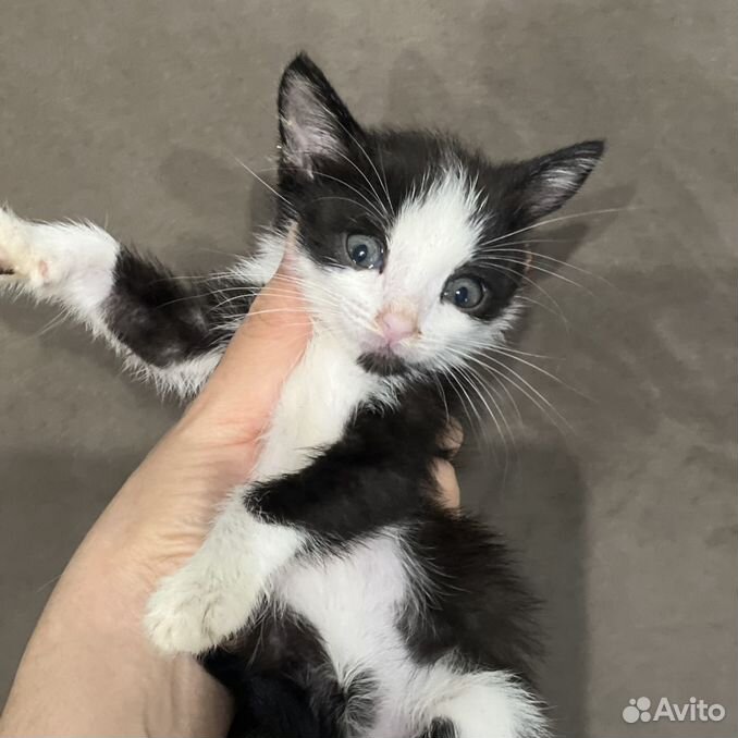 Шурик, 1 мес ищет дом