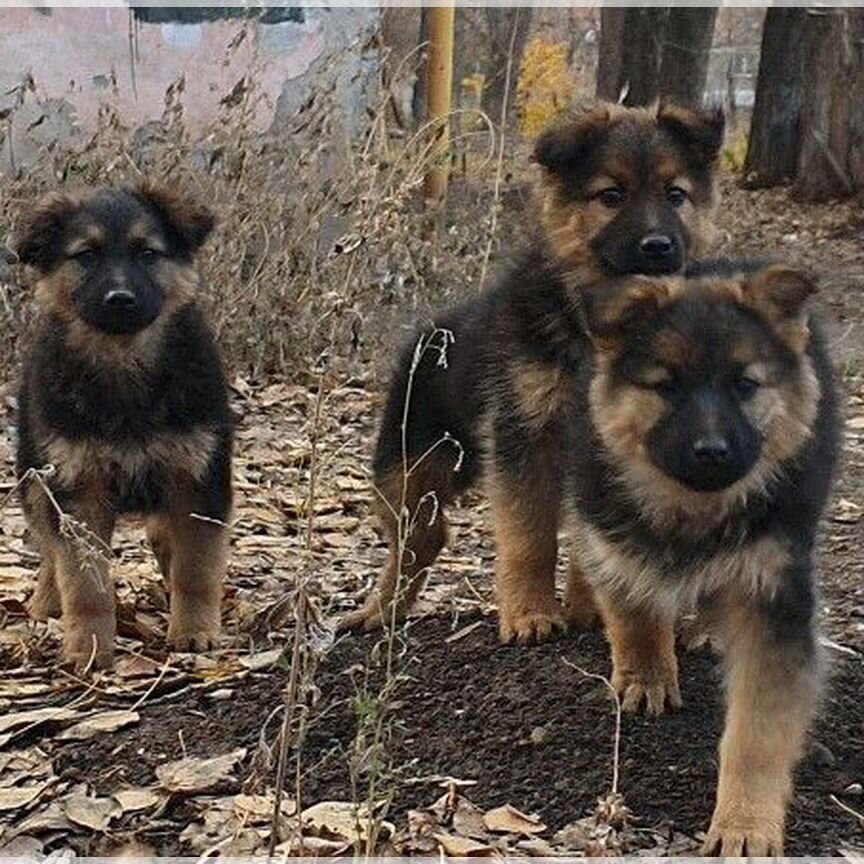 Щенки,бесплатно, в добрые руки, похожи на овчарку