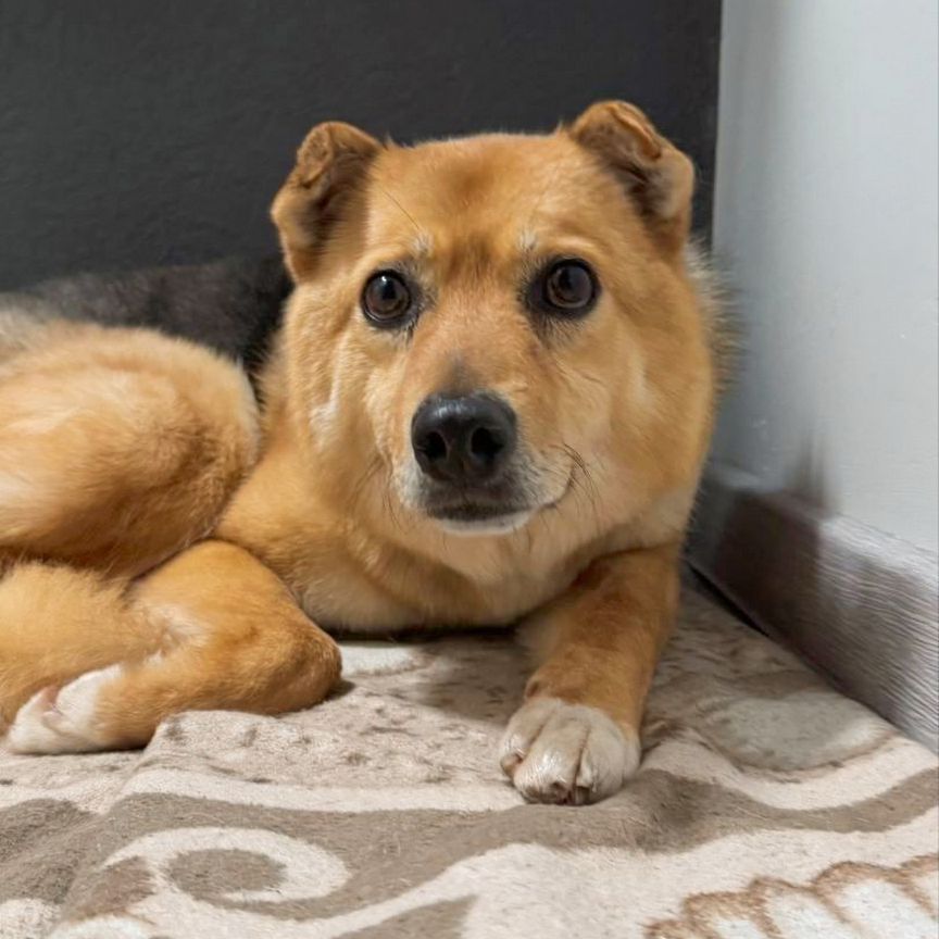 Собака в добрые руки мальчик. Ваше счастье