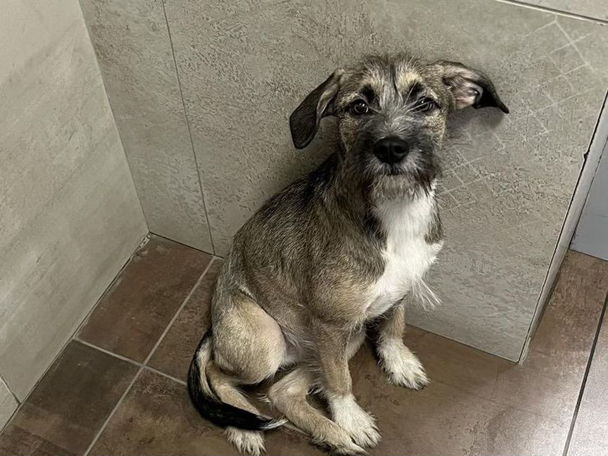 Найдена собака