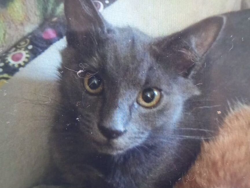 Кошки в добрые руки