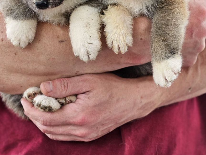 Акита ину щенки