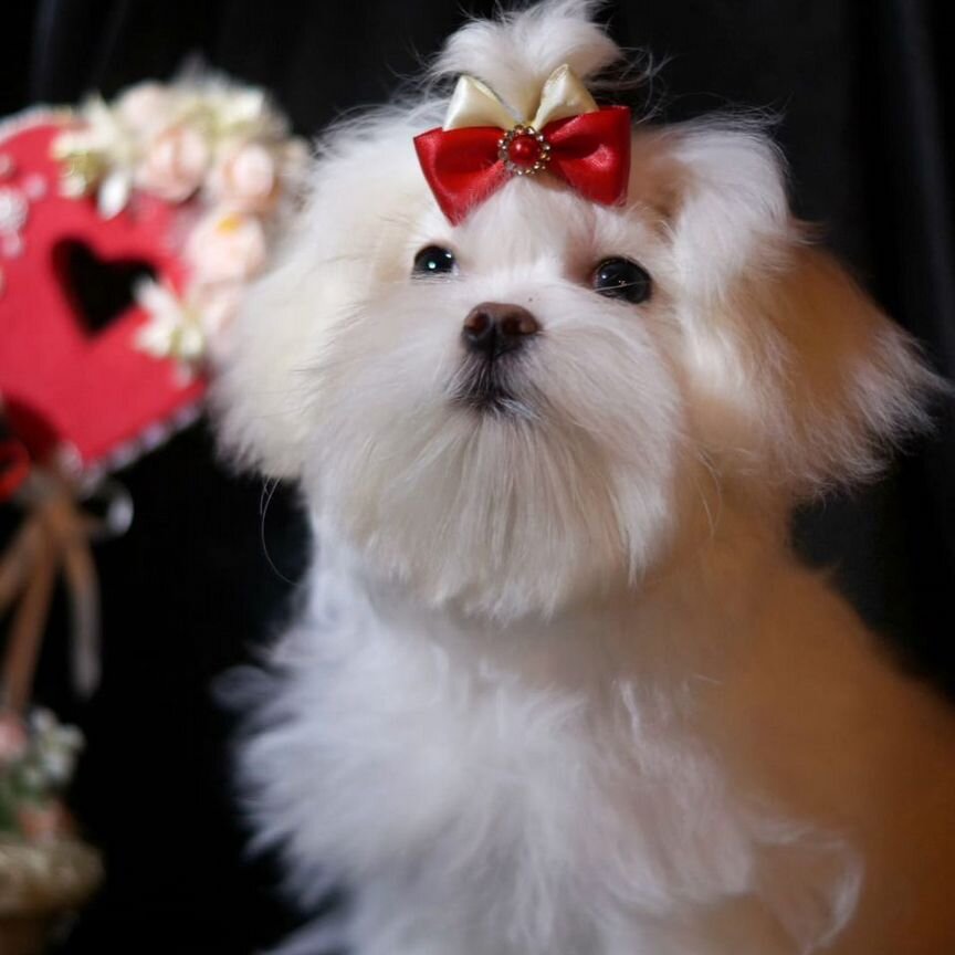 Шикарная девочка