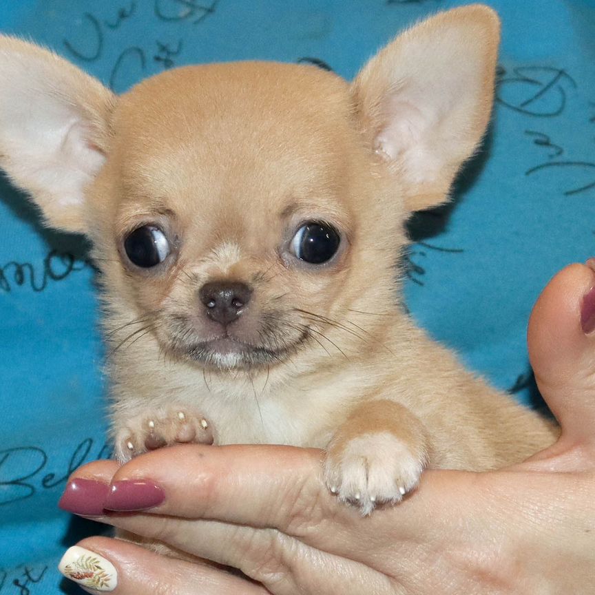 Чихуахуа, щенок