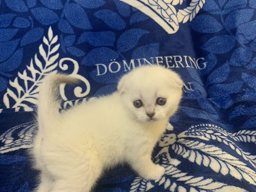 Шотландские голубоглазые котята