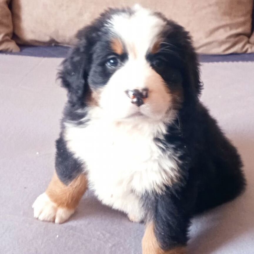 Бернский зенненхунд, щенок