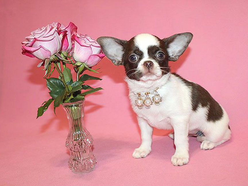 Бело-шоколадная красота