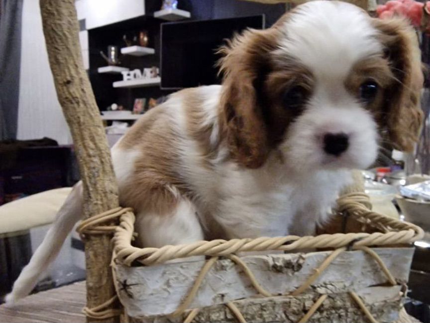 Кавалер кинг чарльз спаниель