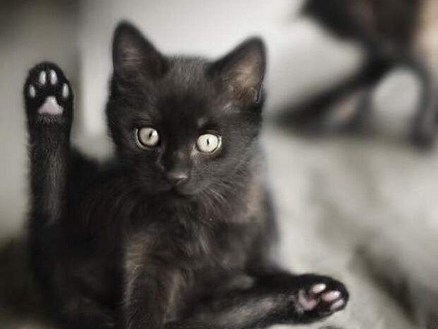 Черный котенок