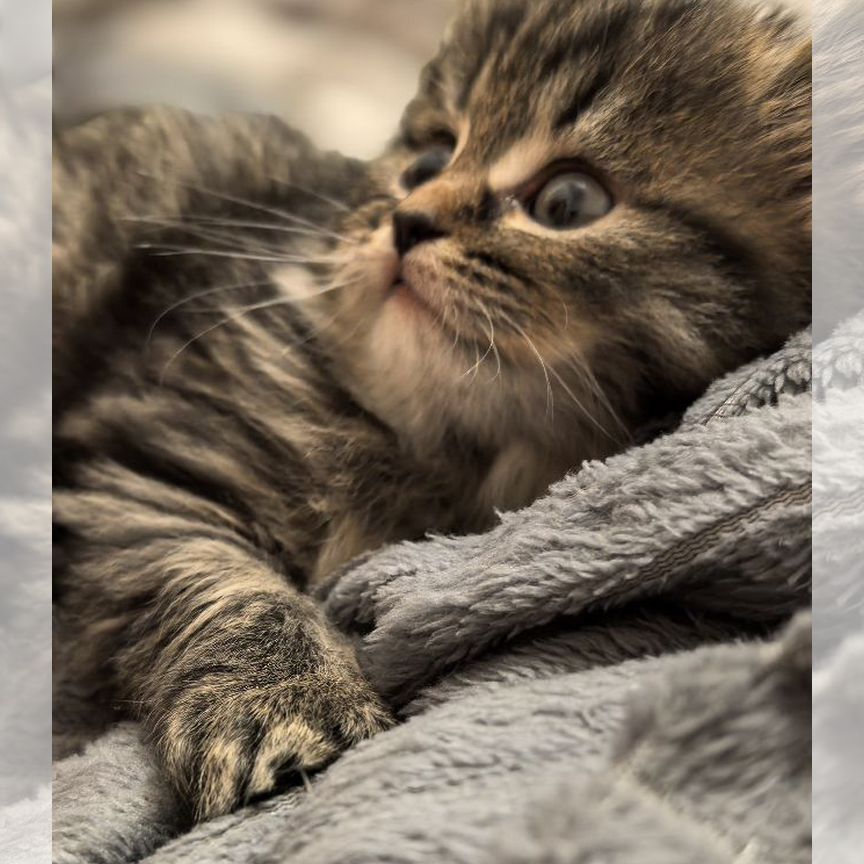 Котёнок в добрые руки