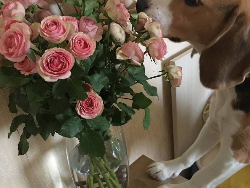 Бигль. Девочка. Год