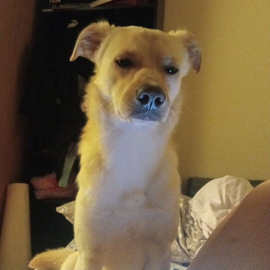 Отдам пса Морти в добрые руки