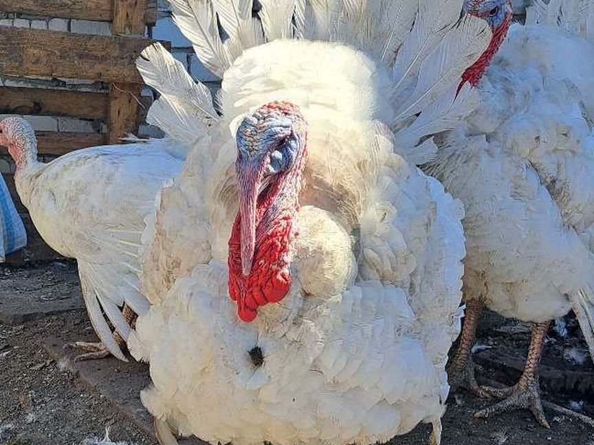 Индюки на мясо
