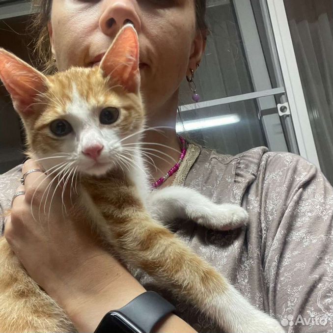 Чижик-рыжик