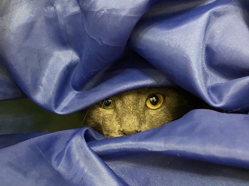 Котенок мальчик серый Бенни