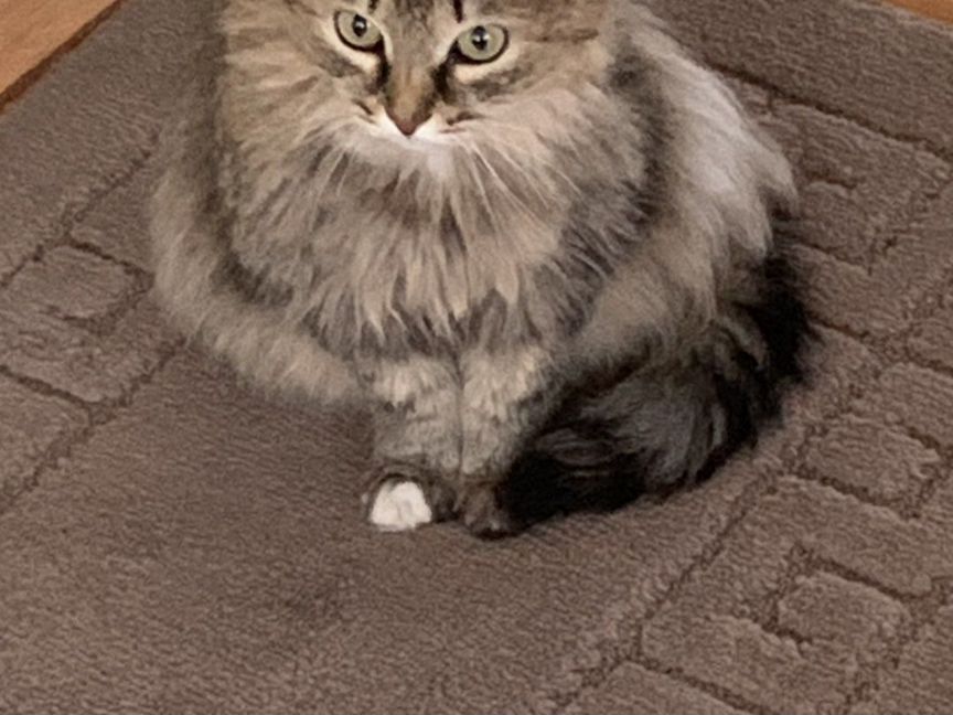 Сибирская кошка