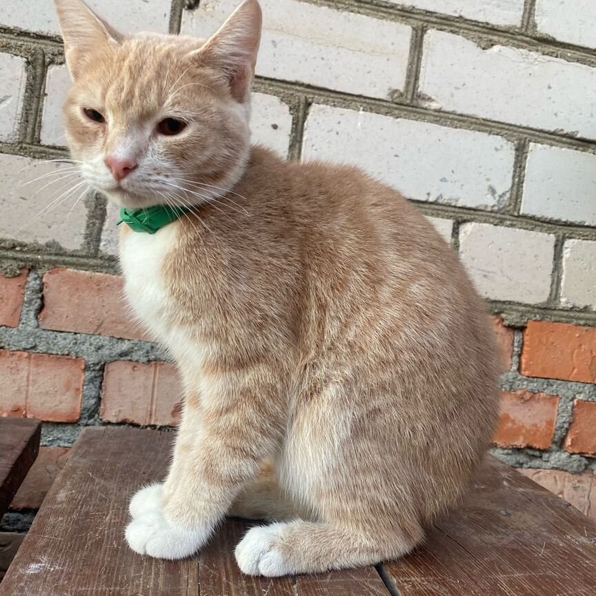 Котик в добрые руки