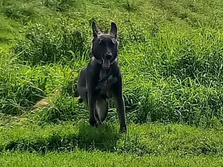 Стерилизованный щенок-сука 6 месяцев