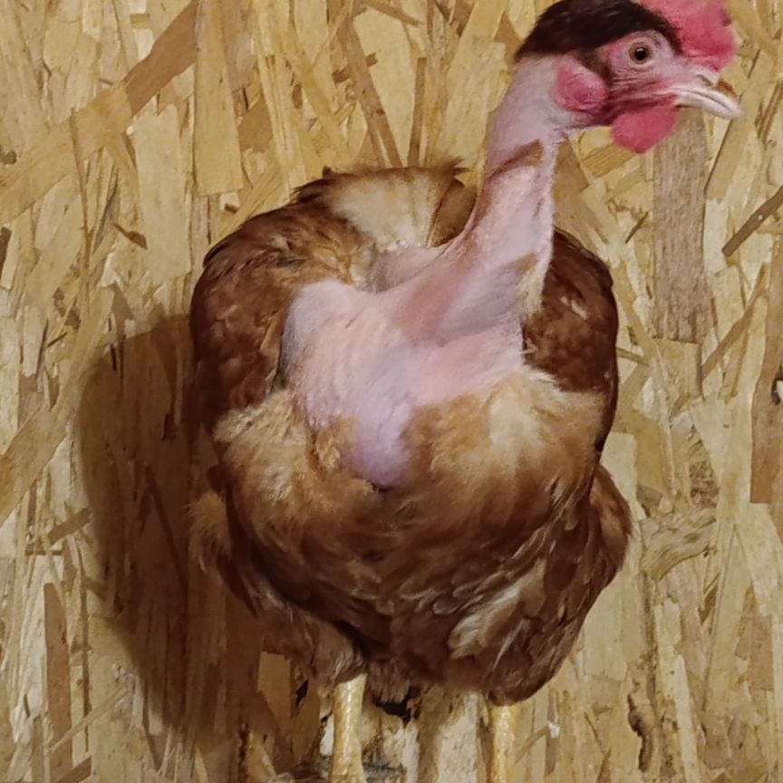 Продается семья голошейных кур