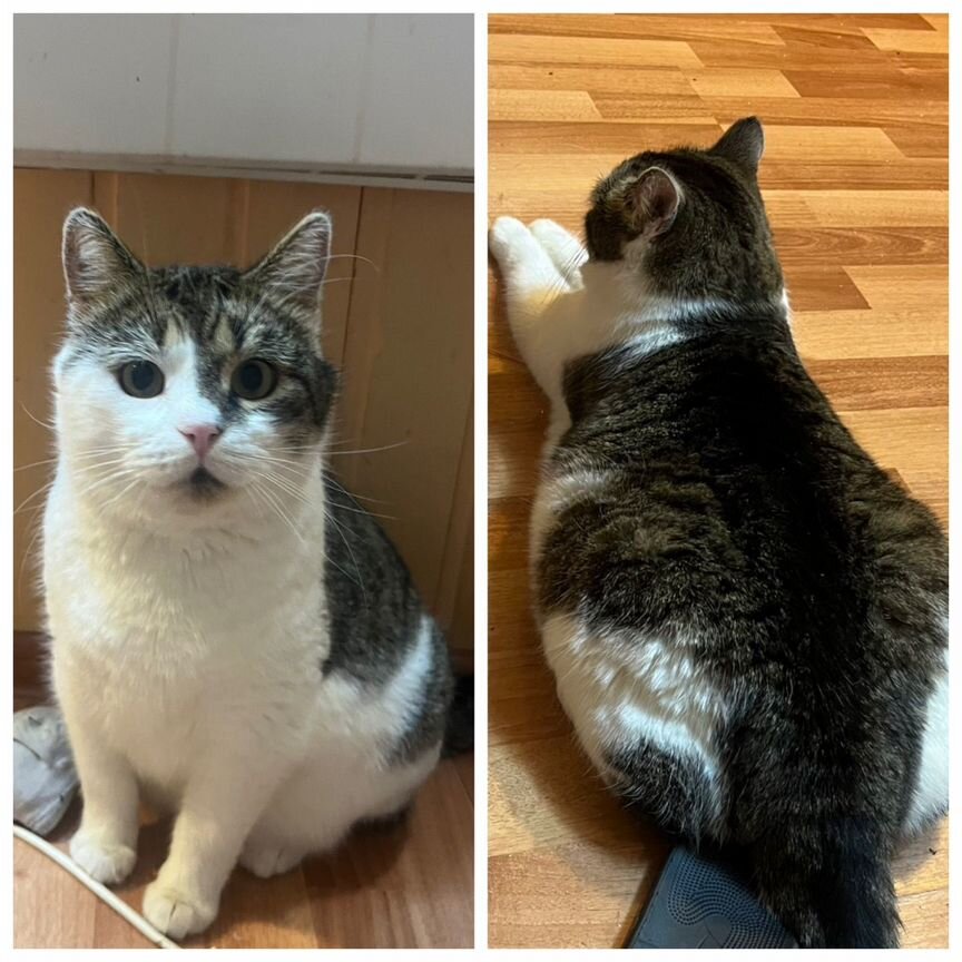 Толстячок ищет дом