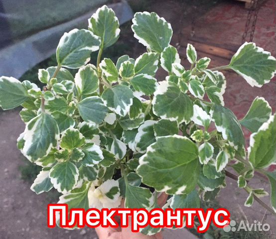 Плектрантус вариегатный купить в Самаре | Товары для дома и дачи | Авито