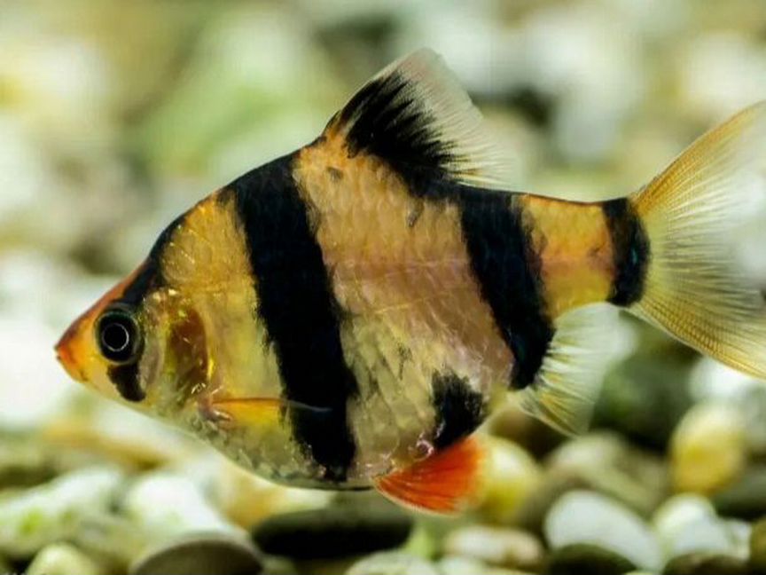 Рыбки барбусы