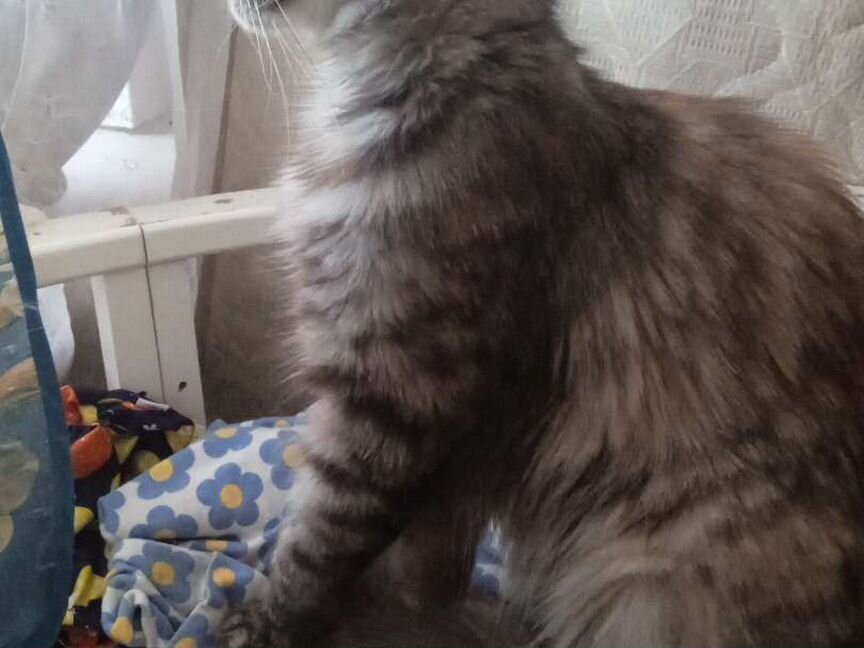 Котята мейн-кун