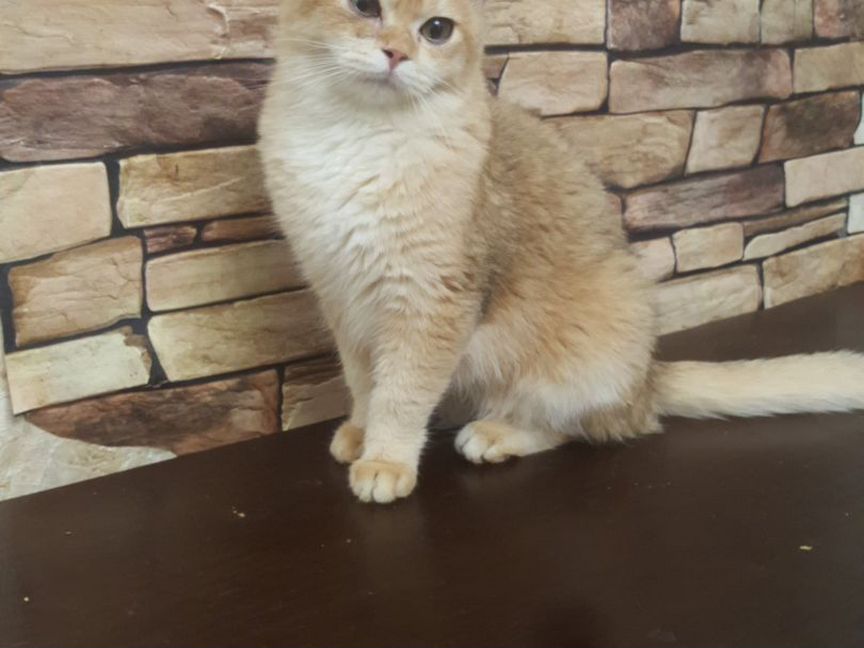 Золотая шиншилла кот11мес