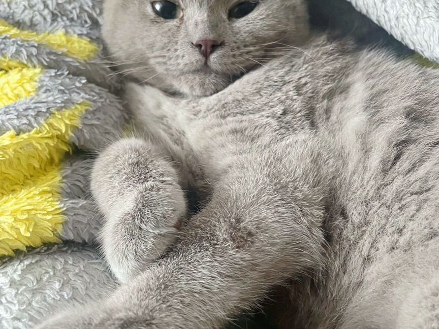 Шотландская вислоухая девочка