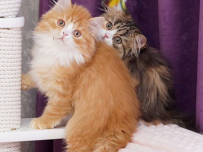 Шотландские котята рыжий хайленд
