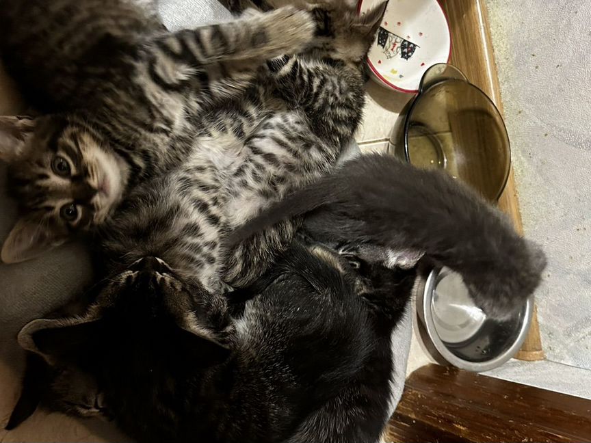 Бенгальские котята