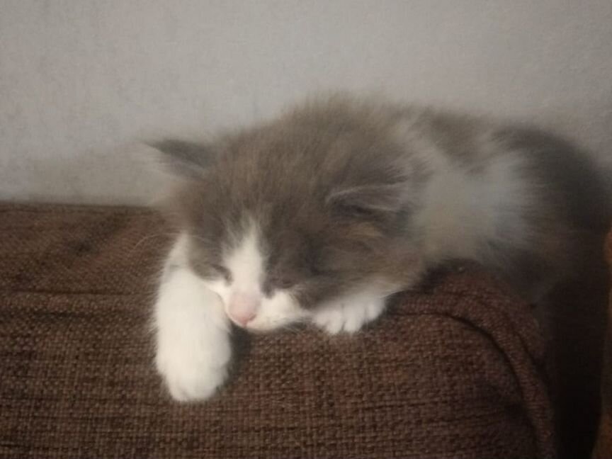 Котята в добрые руки 1 месяц